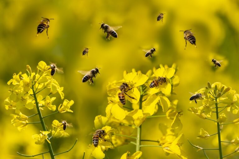 9 Fascinating Reasons Why Is the Honey Bee Called a Social Insect 🐝 ...