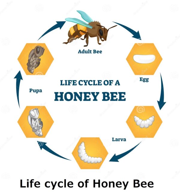 Life Cycle of Honey Bee Explained: Stages and Roles Within the Hive ...