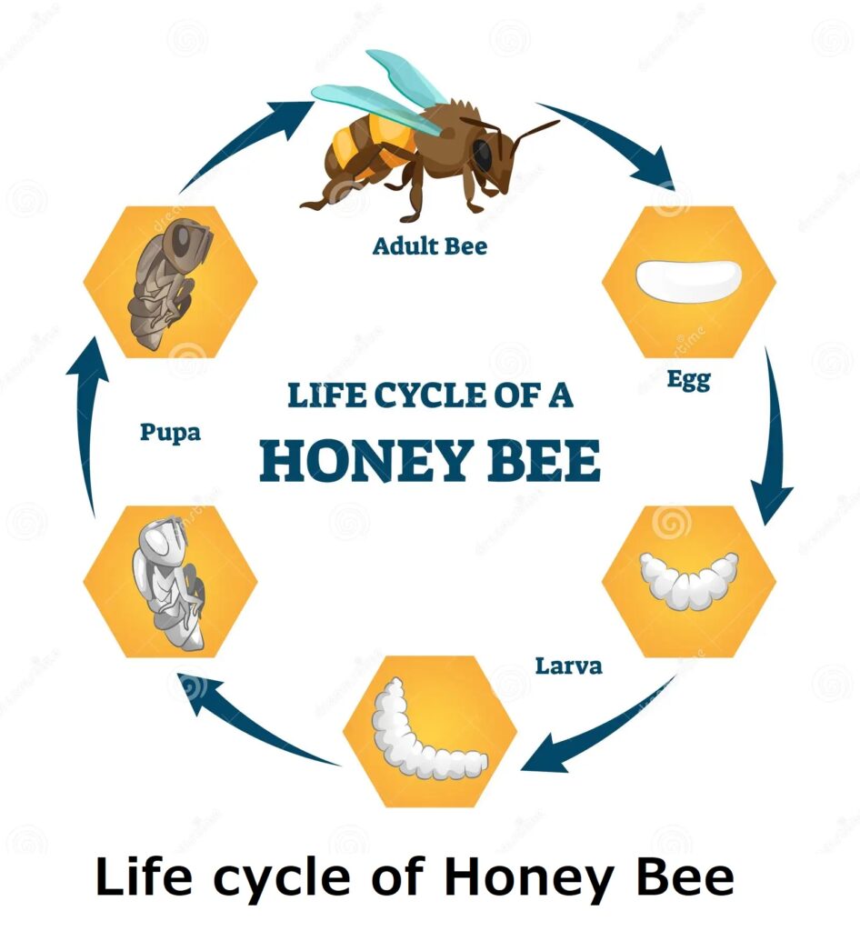 Life Cycle of Honey Bee Explained: Stages and Roles Within the Hive ...