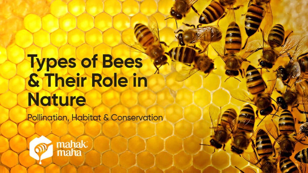 Types of Bees & Their Role in Nature: Pollination, Habitat & Conservation